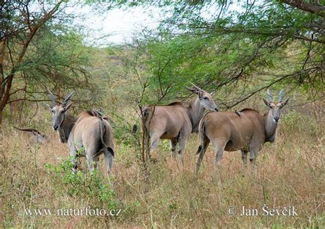 Taurotragus Oryx Pictures Common Eland Images Nature Wildlife Photos