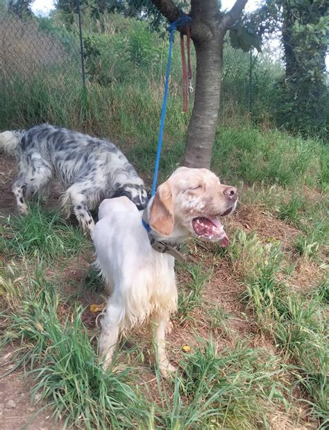 Lupin The Setter And Pointer Project Lupin The Setter And Pointer Project