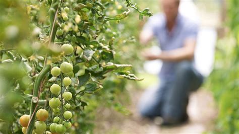 Squash Leaf Curl Virus In Cucurbits
