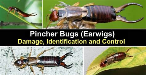 Pincher Bugs Damage Identification And Control Of Earwigs With