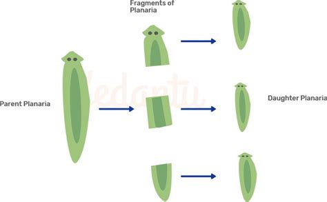 Difference Between Fragmentation And Regeneration