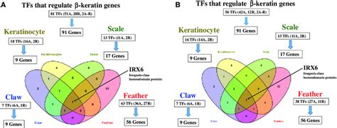 summary of annotated tf target gene relationships a overall