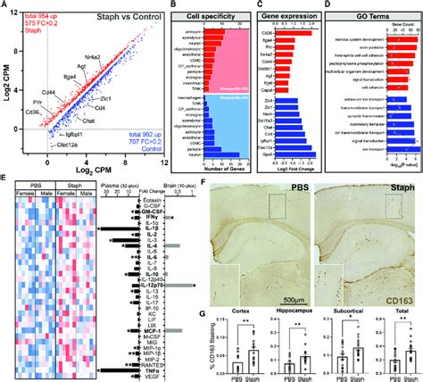 Chronic Staph Infection Significantly Affects Brain Transcriptome Of Ad Download Scientific