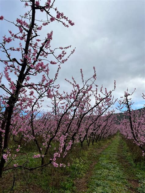 Tweefontein Farm Stems