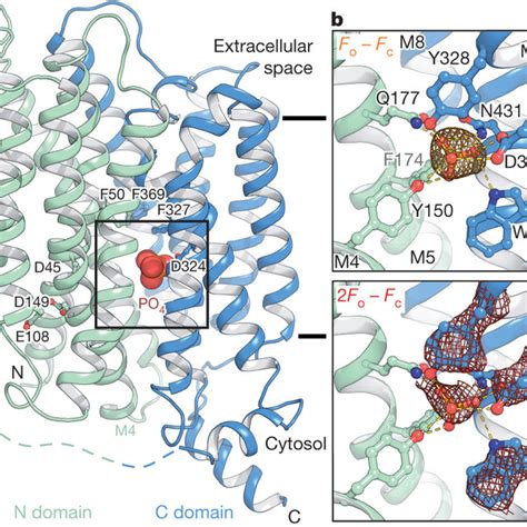 Pdf Crystal Structure Of A Eukaryotic Phosphate Transporter