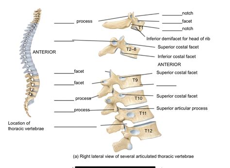 Where Does The Thoracic Spine Start And End At Mona Smith Blog