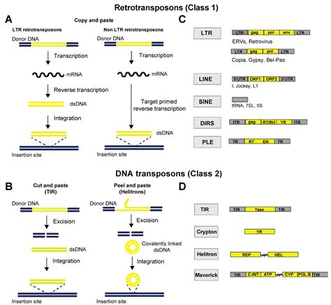 Classes Of Transposable Elements Encyclopedia Mdpi
