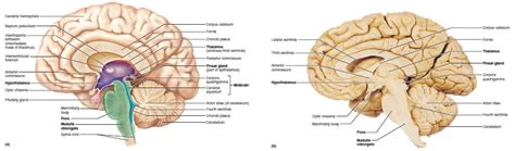 Diencephalon Thalamus Hypothalamus Epithalamus Schoolworkhelper