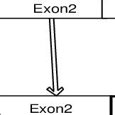 The Illustration Of Segment Alignment Model Download Scientific Diagram
