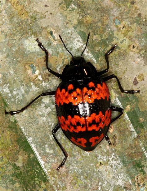 Top 10 Amazing And Unusual Beetles Artofit