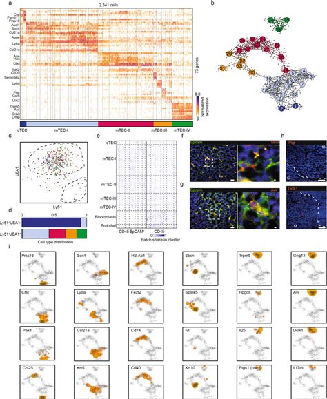 Thymic Epithelial Cells Are Characterized By Four Subsets Of Mtec And A