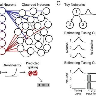 Functional Connectivity And Tuning Curves A Schematic Illustrating Download Scientific