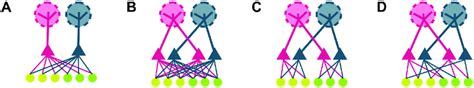 Sparsifying Connectivity With Sister Cells Each Panel Shows A