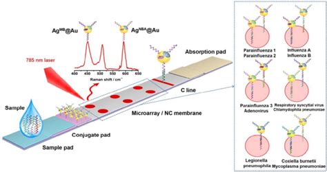 Schematic Illustration Of Sers Lfm For The Detection Of The Nucleic Download Scientific Diagram