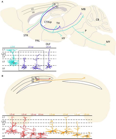 Frontiers Pinpointing Morphology And Projection Of Excitatory Neurons In Mouse Visual Cortex