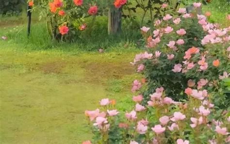 少女摄影 温柔乖巧甜系少女薄纱连衣裙居家自拍 知乎