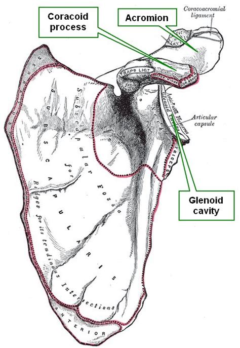 Scapula Coracoid Process