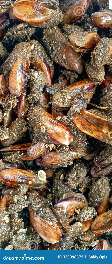 Shellfish Contains Many Health Benefits Stock Image Image Of