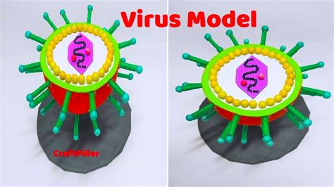 Virus Model Project
