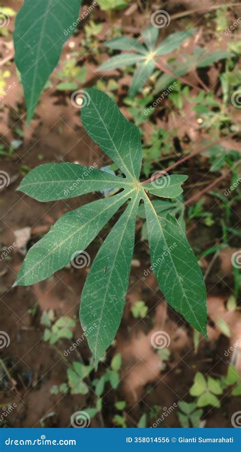 Top View Of Row Of Cassava Tree In Field Growing Cassava Young Shoots