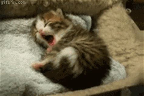 Sleepy Kitten Animal  Wiffle