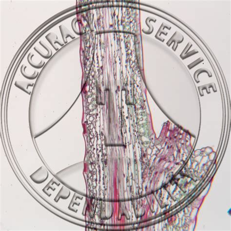 Psilotum Aerial Stem Cs Ls Prepared Microscope Slide