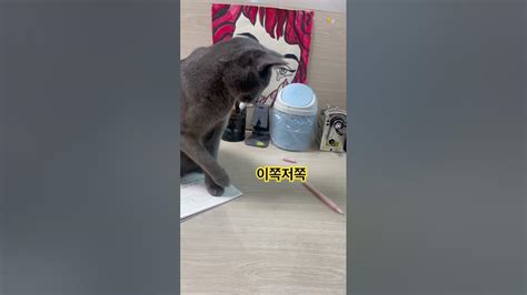 빵실이 굴려굴려😸 러시안블루 고양이영상 고양이훈련 집사 개냥이 1살 빵실이 수컷러시안블루 코리안블루 Youtube