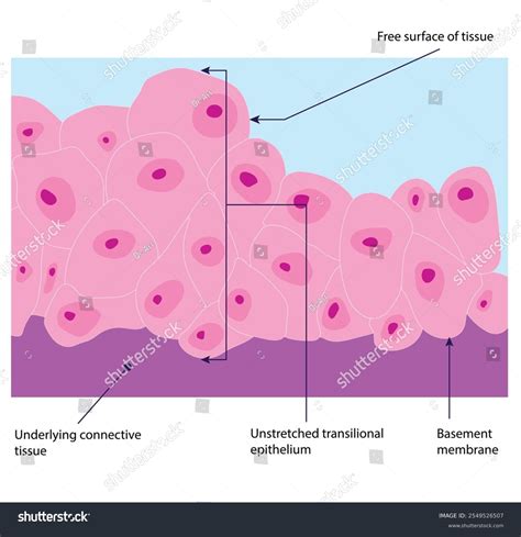 Transitional Epithelium When Organ Wall Contracts Stock Vector Royalty Free 2549526507