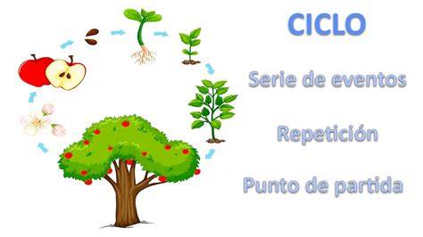 ¿qué Es Un Ciclo