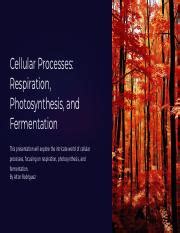 Understanding Cellular Processes: Respiration, Photosynthesis & | Course Hero