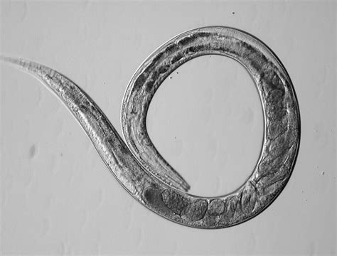 The C Elegans Model In Toxicity Testing Fda