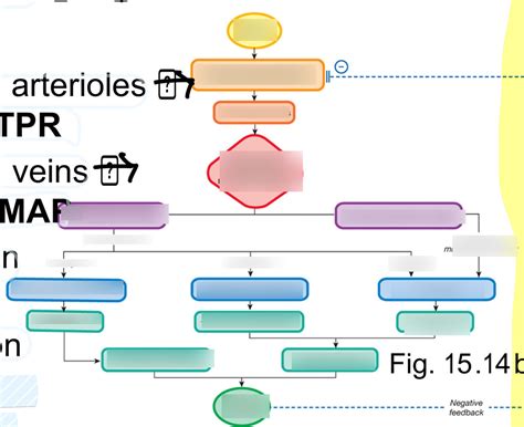 Cardiovas Exam 3 Baroreceptor Reflex Diagram Quizlet
