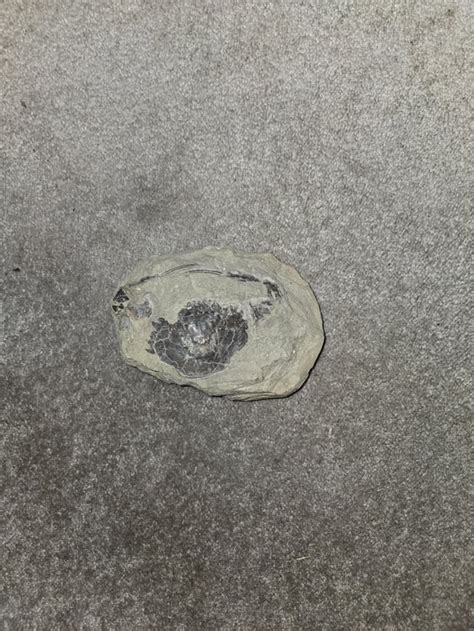 Pretty Cool Crab R Fossils