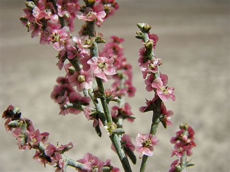 Haloxylon Eflora Of India