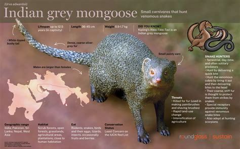 Indian Grey Mongoose Facts Diet Threats