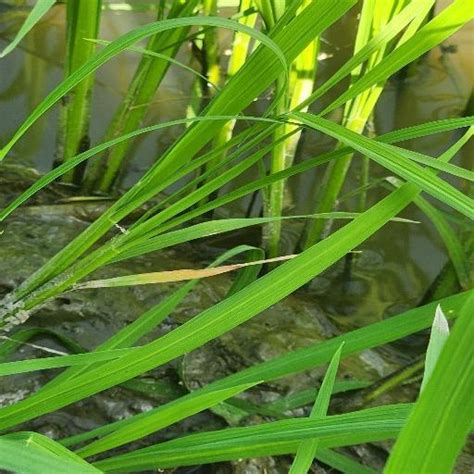 Rice Disease 1000 Instance Segmentation Dataset And Pre Trained Model