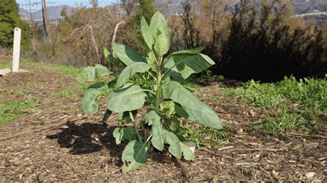 Fatal Flora The Wild Tree Tobacco American Outdoor Guide