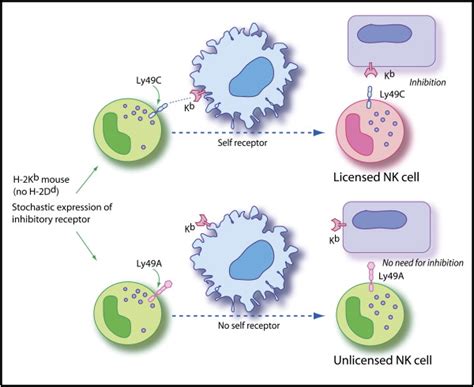 How Do Natural Killer Cells Find Self To Achieve Tolerance Immunity
