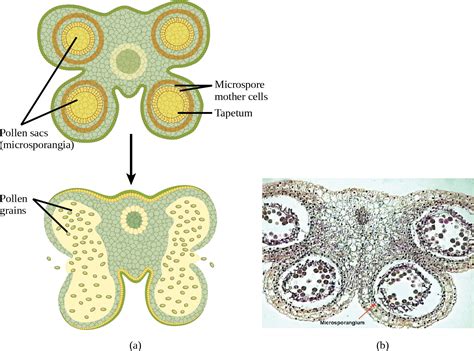 Lily Anther Cross Section Labeled