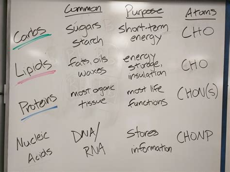 Activity Macromolecule Chart Human Bio