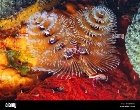 Spirobranchus Giganteus Commonly Known As Christmas Tree Worms Are Tube Building Polychaete