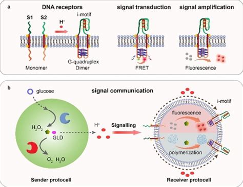 Dna‐based Artificial Receptors As Transmembrane Signal Transduction