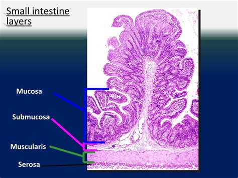 Mucosa Submucosa Muscular E Serosa Retoedu