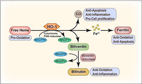 Frontiers | HO-1 in Bone Biology: Potential Therapeutic Strategies for ...