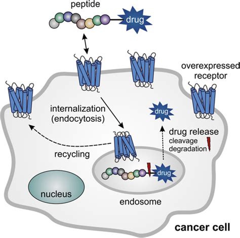 Targeting Of Peptide‐binding Receptors On Cancer Cells With Peptide‐drug Conjugates Worm