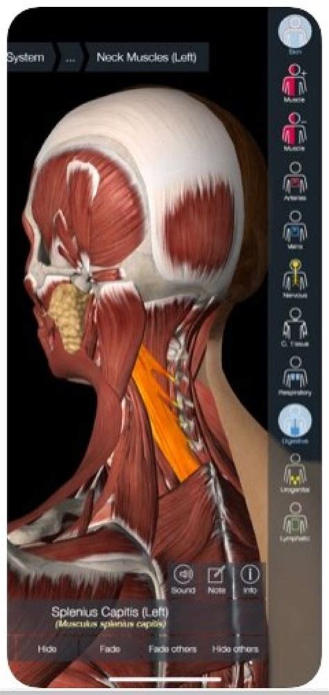 15 Best Anatomy Apps 2026 Android And Ios Freeappsforme Free Apps