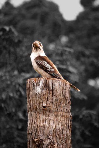 Devastation Australian Photography