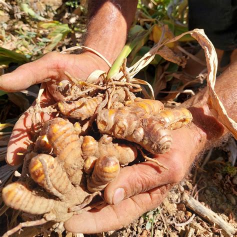 Cúrcuma Longa Conheça Os Benefícios Dessa Planta Secular