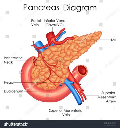 Pancreas Diagram Labeled