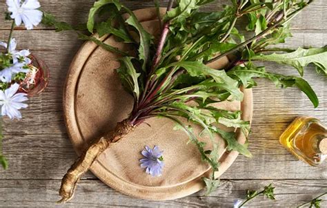 Fructooligosaccharides Fiber Supplier Bulk Distributor Vivion